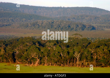 Rolling farmland amongst giant Karri trees near Walpole Western ...