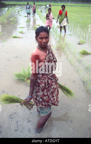 Indian women agricultural workers at farm at Sawai Madhopur near ...