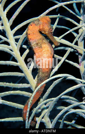 Longsnout seahorse (Hippocampus reidi), Dominica, West Indies ...