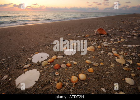 Sea shells on beach Jupiter Island Florida Atlantic Ocean Stock Photo ...