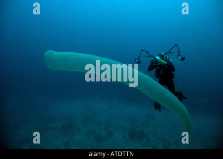 Pyrosomes, Pyrosoma atlanticum, spend their entire life in the open ...