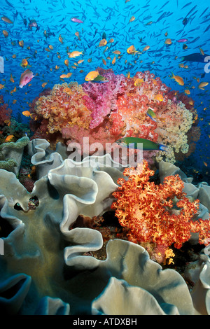 Wrasse (Thalassoma sp.) on a coral reef. Wrasse vary greatly in size ...