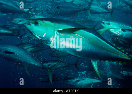 Yellowfin Tuna, also "Ahi" (Thunnus albacares), cut into pieces at a ...