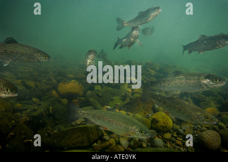 Rainbow trout Oncorhynchus mykiss smolt Rogue River Oregon Stock Photo ...