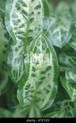 Variegated leaves / foliage of Arum italicum - Italian Lords and Ladies ...