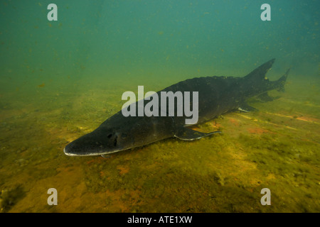 White Sturgeon Acipenser transmontanus Oregon Stock Photo - Alamy