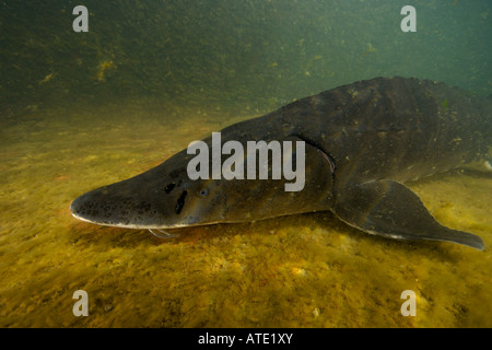 White Sturgeon Acipenser transmontanus Oregon Stock Photo - Alamy