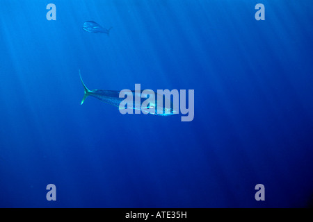 Common dolphinfish Coryphaena hippurus Mexico Pacific Ocean Stock Photo ...