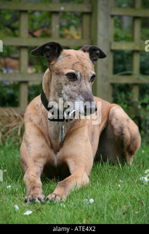 Portrait of a brindle greyhound Stock Photo - Alamy