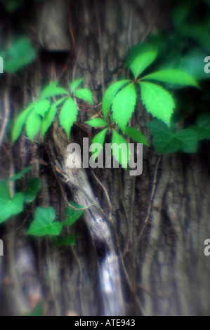 maple tree growing in nature, maples in the summer with foliage on the ...