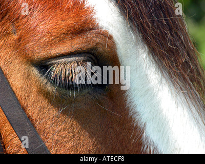 Shire horse head / eye close up at Weald and Downland open air museum ...