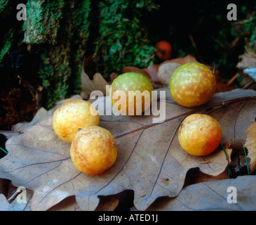 Oak gall wasp gall apple (Cynips quercusfolii Stock Photo - Alamy