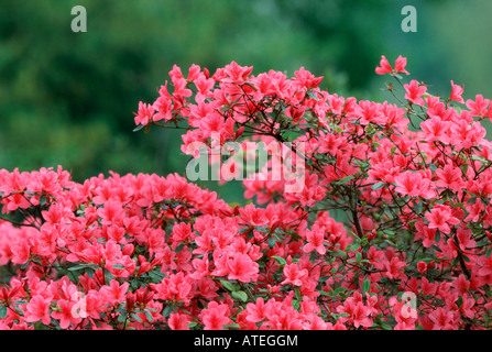 Blooming Azalea (Azalea hybrida), flowering azalea, plants, shrubs ...