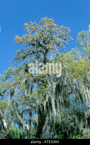 Spanish Moss Tillandsia usneoides Myakka River State Park Southwest ...