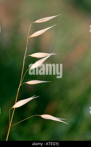 Melica nutans, Nodding Melick Stock Photo - Alamy