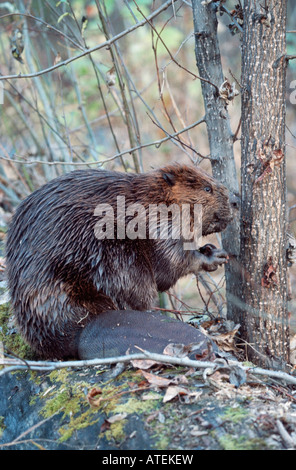 North american beaver eating, vertical Stock Photo - Alamy