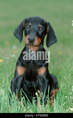 sitting Doberman Pinscher Stock Photo - Alamy