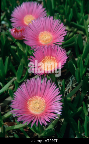 Sour Fig, Andalusia, Spain (Carpobrotus acinaciformis Stock Photo - Alamy