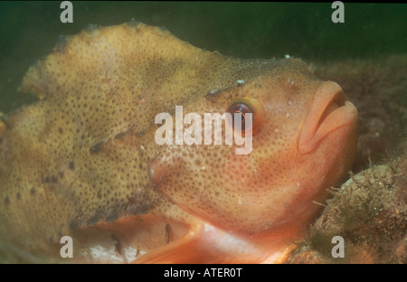 Lumpsucker, lumpfish, hen-fish, henfish, sea hen, female, Seehase, See ...