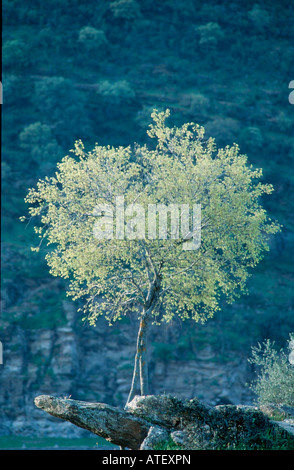 Olea europea, olive tree, young, immature olive fruit and oval grey ...