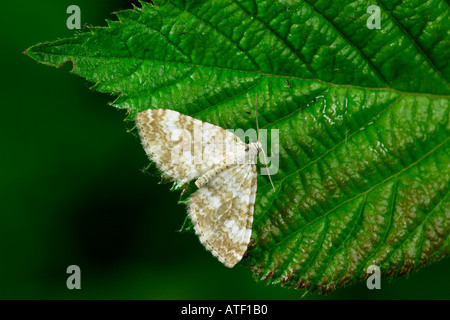 Sandy Carpet (Perizoma flavofasciata) at rest on leaf potton ...
