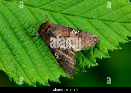 Figure of Eighty (Tethea ocularis Stock Photo - Alamy
