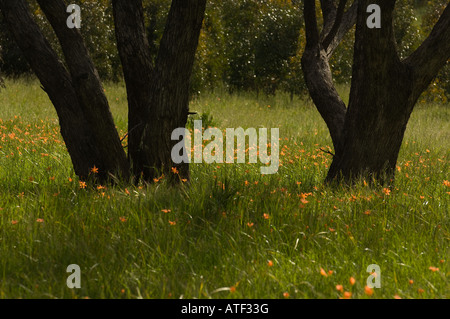 One leaf Cape tulip (Moraea flaccida) flowers and leaf weed introduced ...