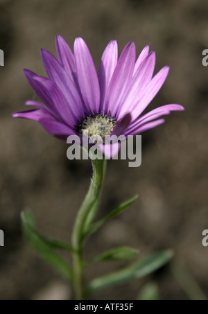 A Perennial Osteospermum Stardust Flower Stock Photo - Alamy