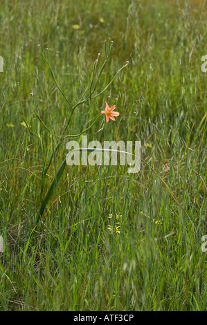 One-leaf Cape tulip, Moraea flaccida, in flower, Darling, Western Cape ...