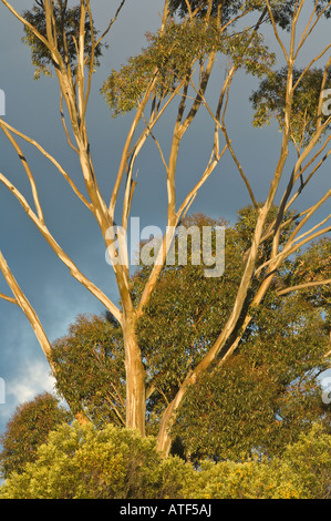 Raspberry Jam Wattle-Acacia acuminata-Family Fabaceae/Mimosaceae Stock ...