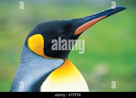 King penguin Aptenodytes patagonicus nesting colony Volunteer Point ...