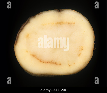 Ring rot Corynebacterium sepedonicum potato tuber stolon end damage ...