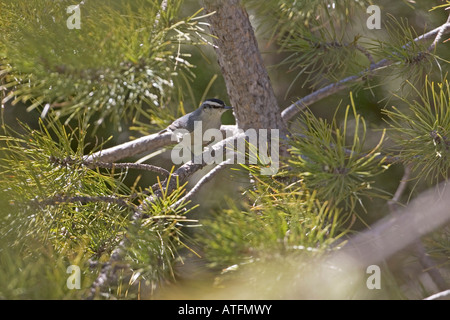 Corsican nuthatch Sitta whiteheadi in Corsican pine Pinus nigra ssp ...