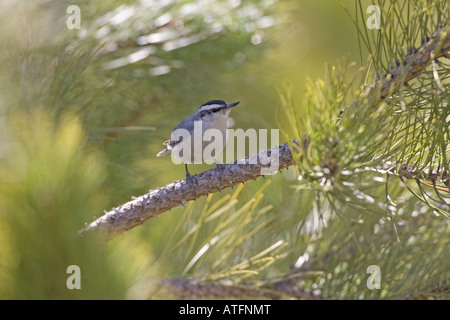 Corsican nuthatch Sitta whiteheadi in Corsican pine Pinus nigra ssp ...