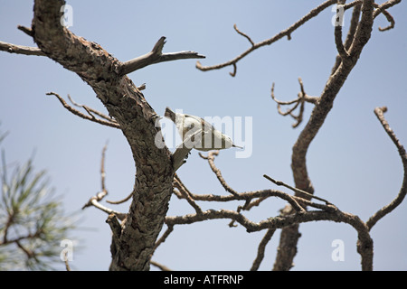 Corsican Nuthatch; Sitta whiteheadi Stock Photo - Alamy