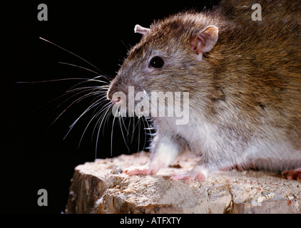 rat surmulot d egout Wanderratte Common Brown Rat Norway Rat Common Rat ...