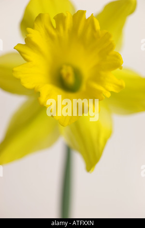 Yellow and white spring narcissus flowers in garden Stock Photo - Alamy