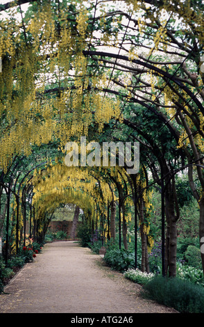Laburnum arch, Hampton Court Palace Garden, Surrey, England, UK Stock ...
