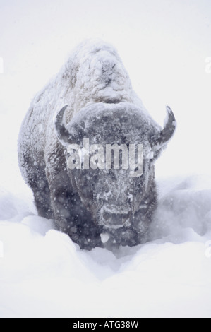 American Bison (Bison bison) bull in a snowstorm, North America Stock ...