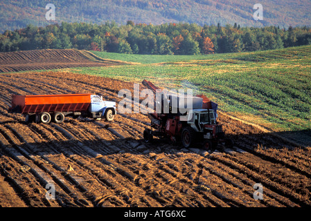 Stock image of potato harvester loading transport truck in Johnville ...