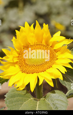 leaves, useful plant, flower, sunflower, plant, radiate, firmament, sky ...