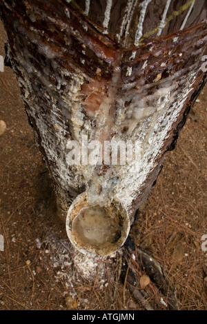 Tapping pine tree for resin Sri Lanka Stock Photo - Alamy