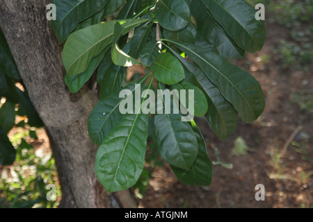 Ceylon Oak (Schleichera oleosa Stock Photo - Alamy