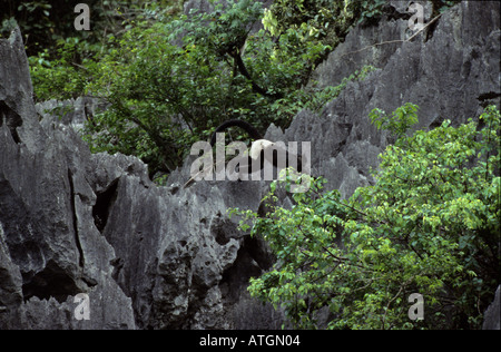 Delacour's langur (Trachypithecus delacouri). Endangered Primate Rescue ...