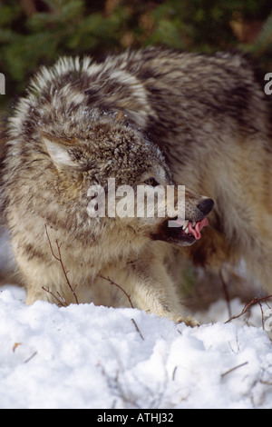 Timber wolf snarling, Montana Stock Photo - Alamy