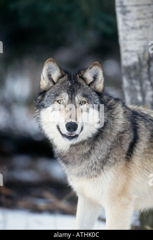 An alert Timber Wolf Stock Photo - Alamy
