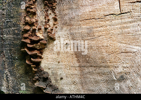 Golden Spruce trail, Port Clements, Culturally modified cedar tree ...