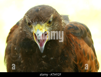 Close-up of Harris Hawk with open beak Stock Photo - Alamy