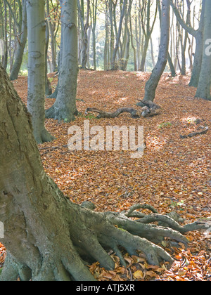 old knotty knaggy knobby beech tree with trunk covered with moss in ...