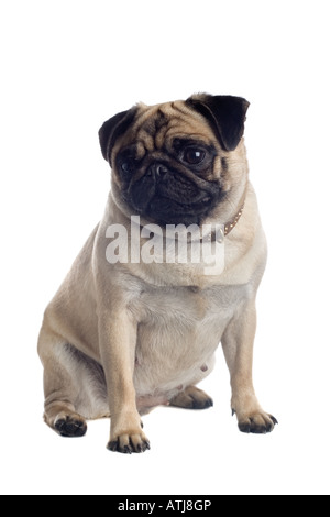 Beige pug puppy with a black muzzle, age one and a half months, sitting ...